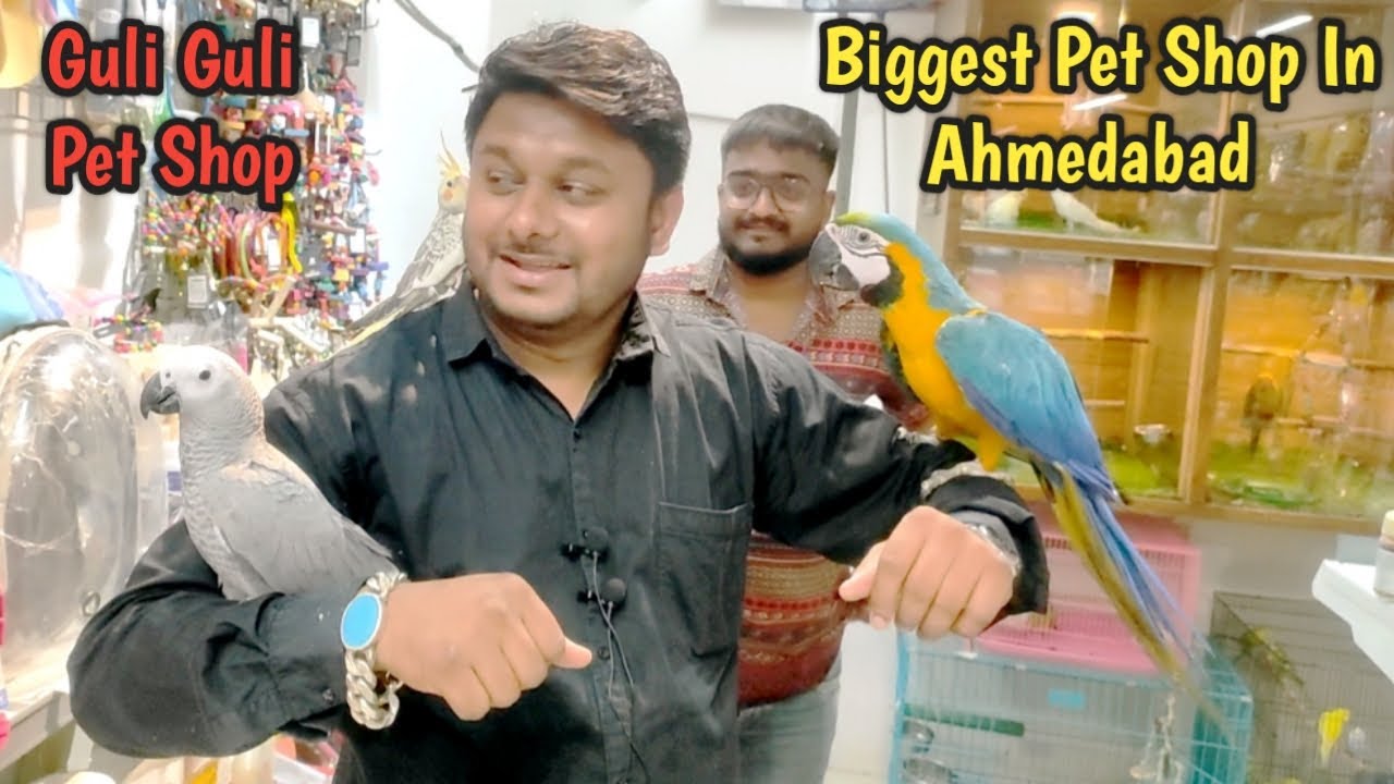 Guli Guli Pet Shop || Dogs and Birds || Biggest Pet Shop In Ahmedabad ...
