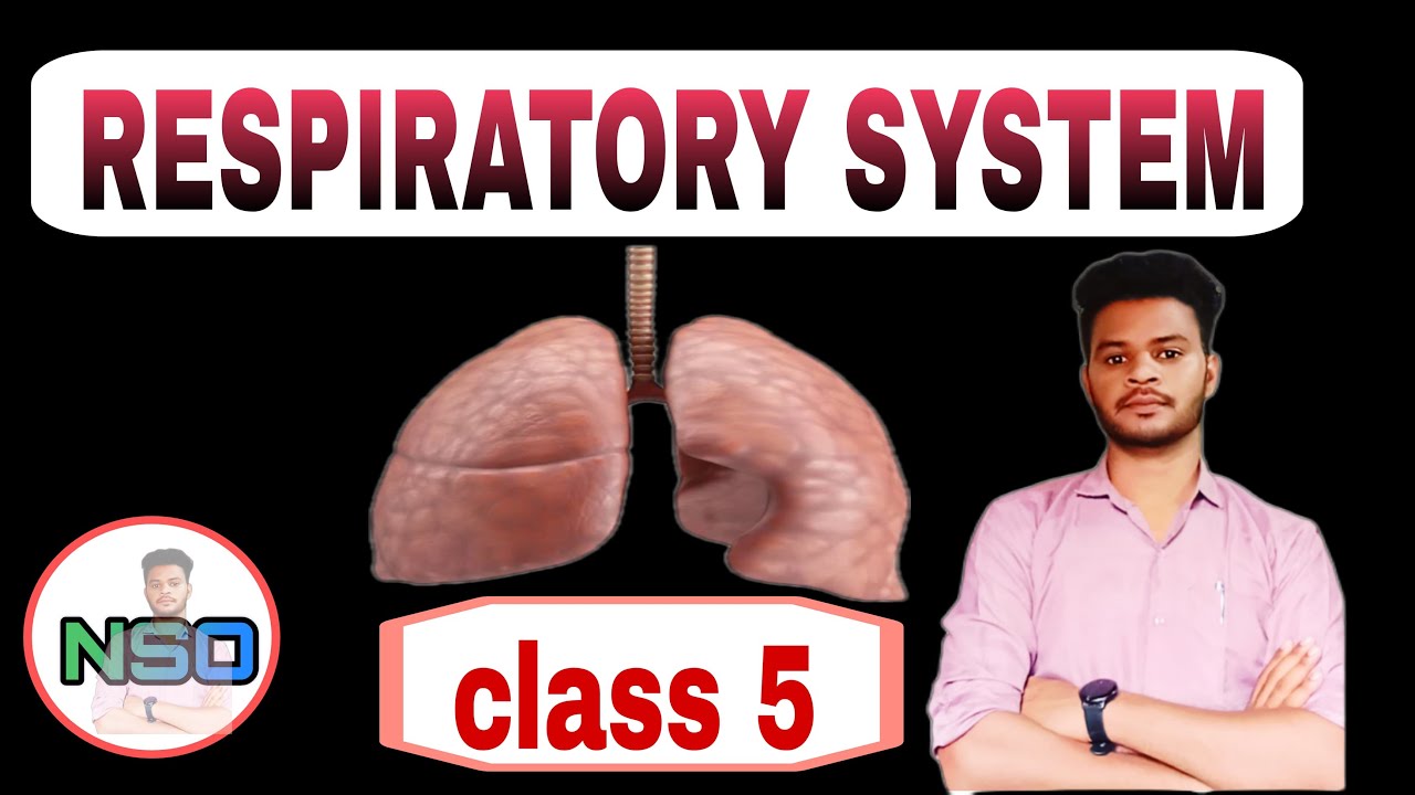 Muscles of Respiration | Primary & Accessory Muscles | Anatomy ...