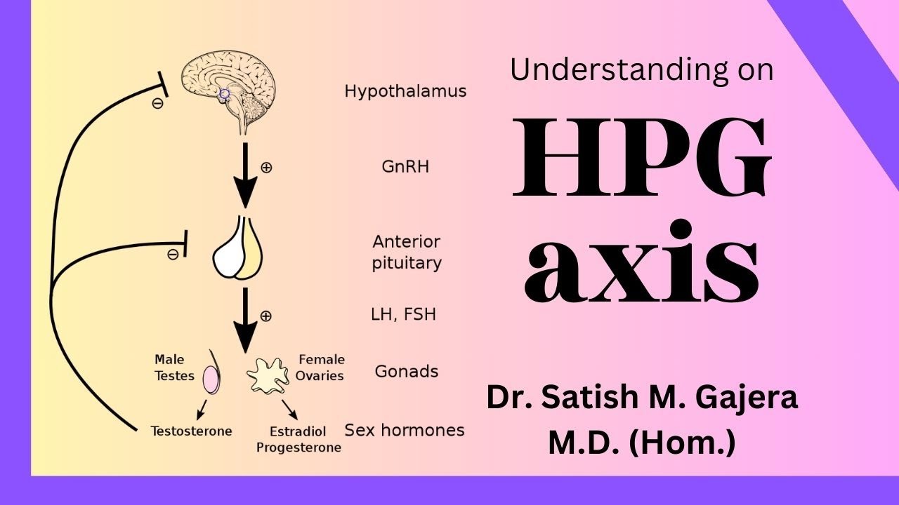 Neuro-Endocrine Pathways - HPG Axis - YouTube