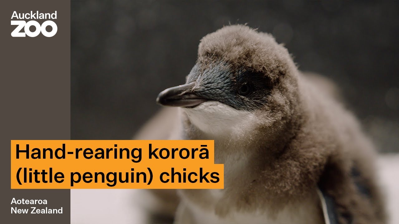 Hand-rearing kororā (little penguin) chicks - YouTube