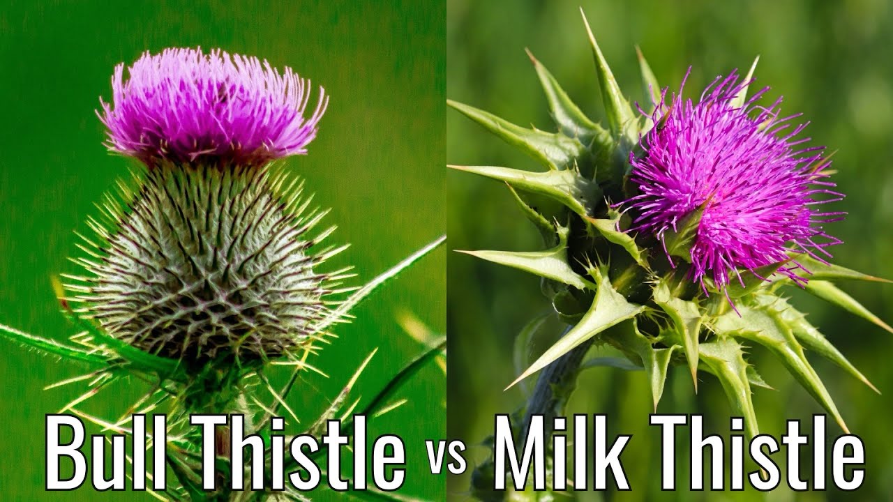 Differences between Bull Thistle & Milk Thistle | Physical & Chemical ...