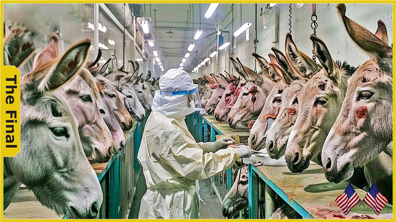 America’s Donkey Empire — The $15.5M Farming Secret | Farming ...