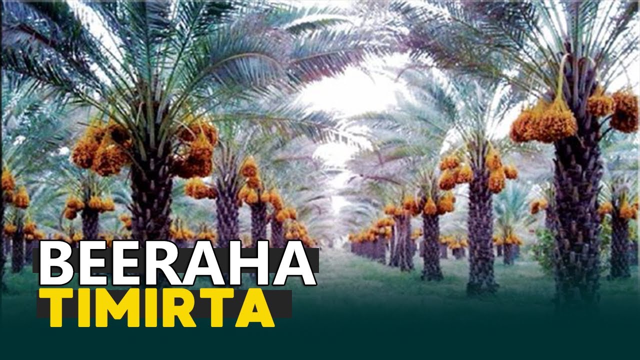 Waxaan Booqday Beeraha Timirta , Waligaa magashay beer timir ? - YouTube