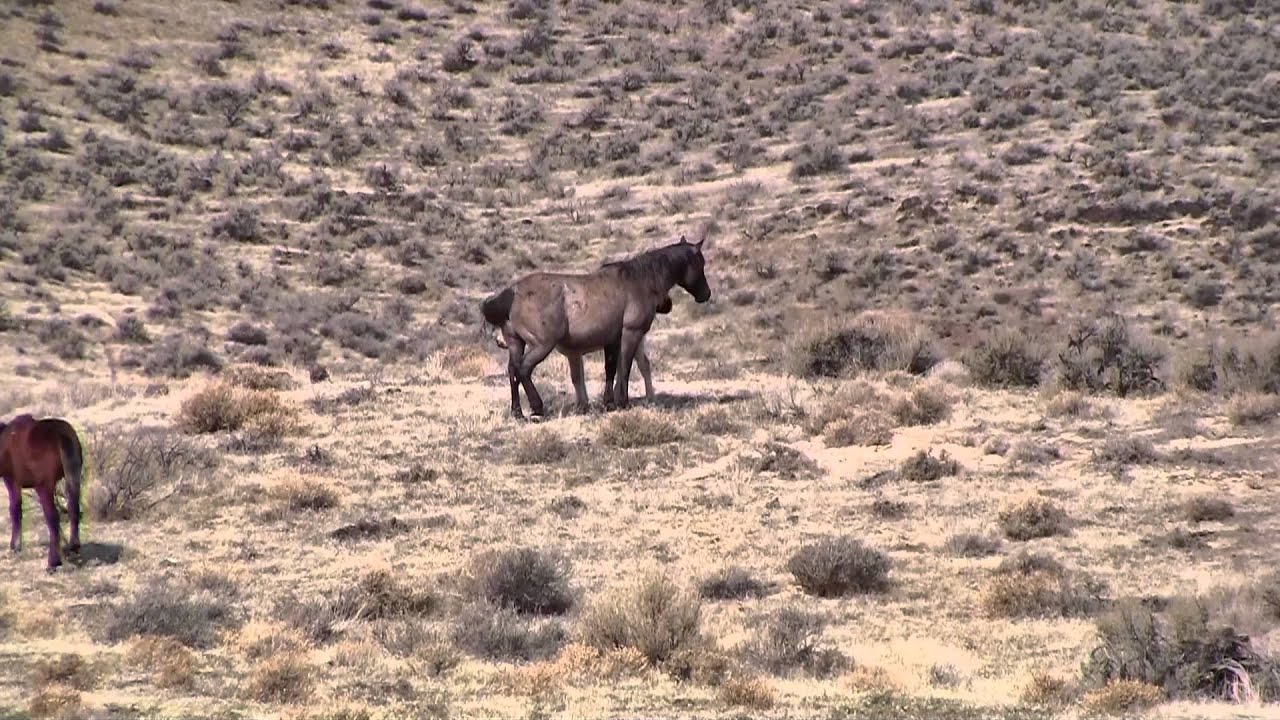 Mustangs-Grulla Mare & Buckskin Yearling - YouTube