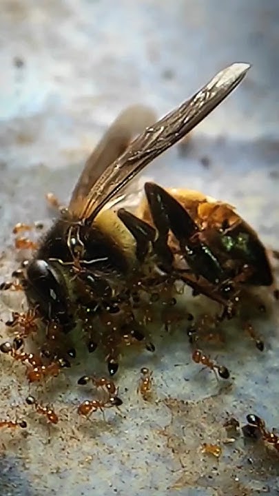 Ants vs Bees #shorts #nature #wildlife #insects #viral #trending - YouTube