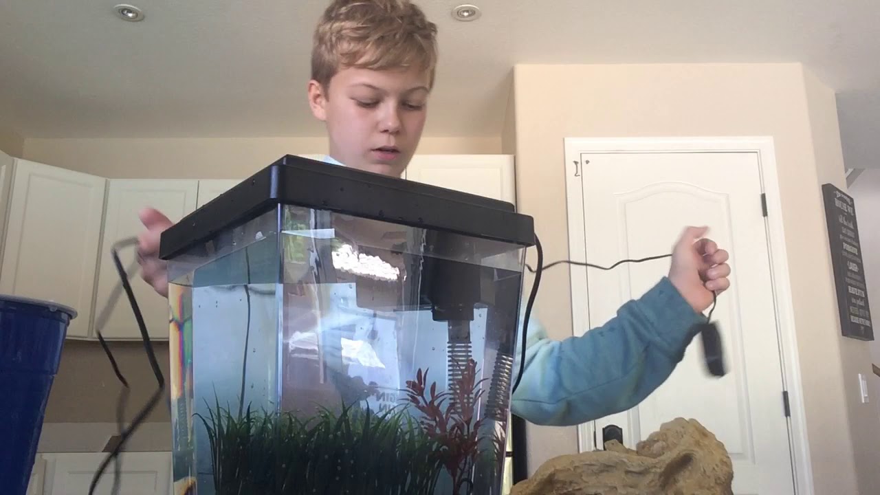 Introducing my fish tank - YouTube