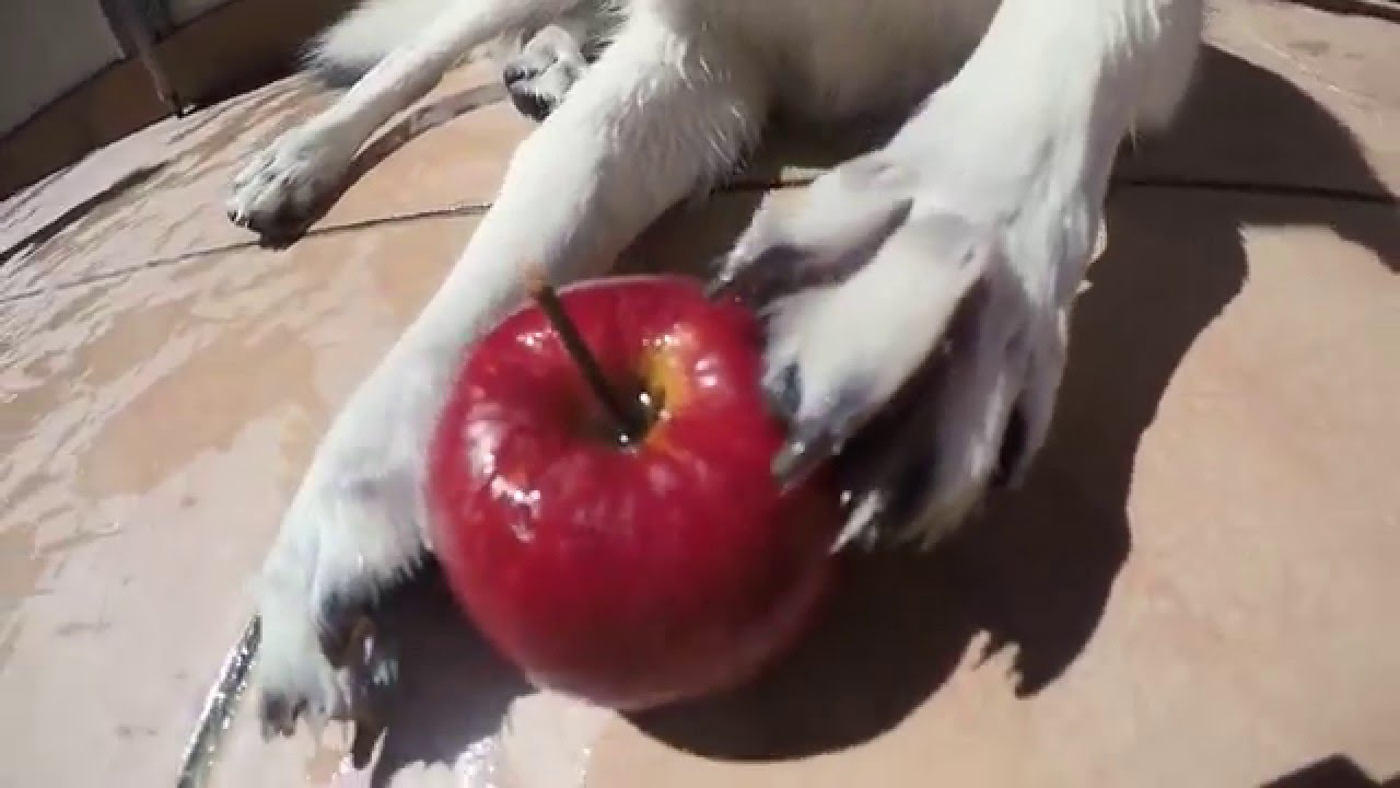 Two Klee Kai puppies play in the pool HD - YouTube