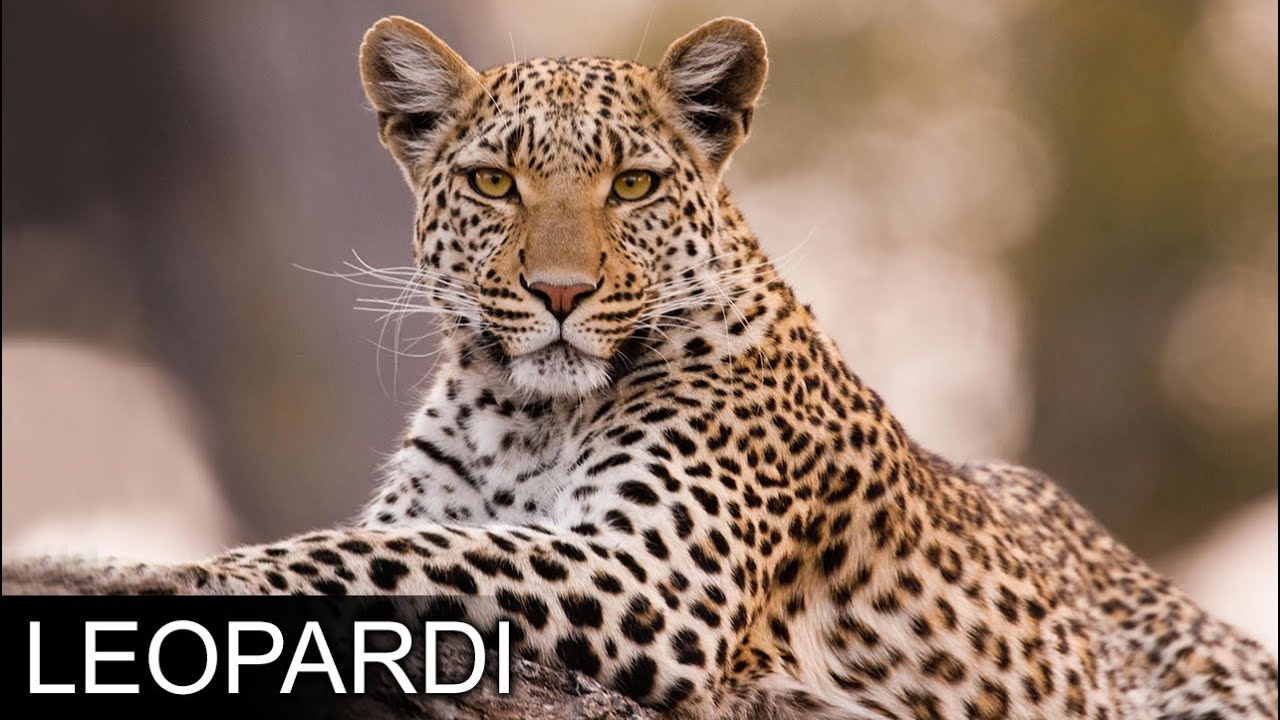Leopardi. Njihuni me leopardin! Mahnitëse! - YouTube