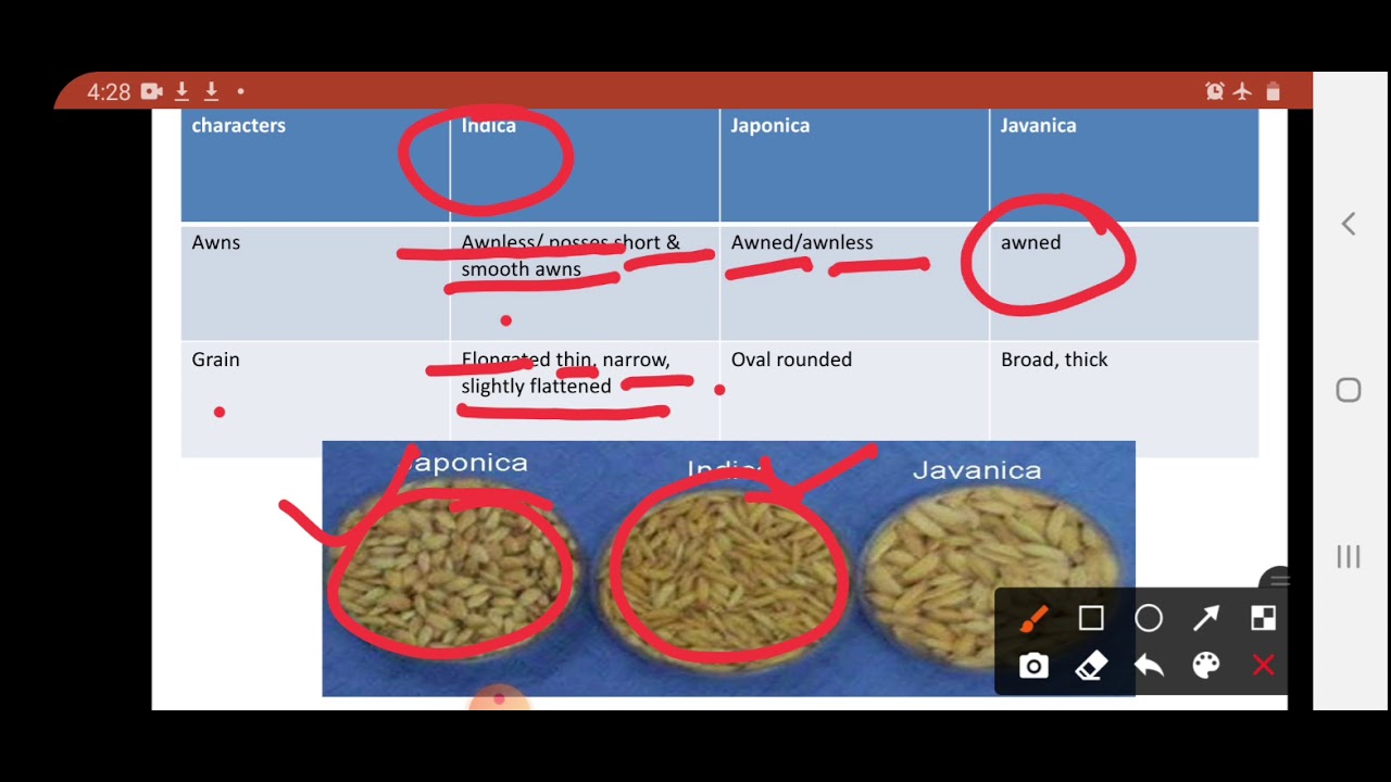 paddy part 1 1 - YouTube