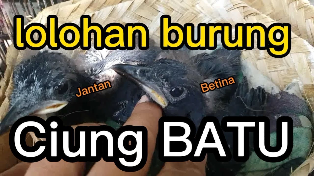 Lolohan burung Ciung Batu besar - YouTube