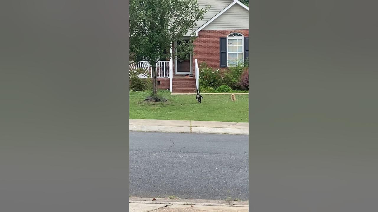 My crackhead dogs across the street - YouTube