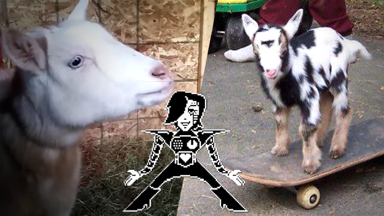 Death By Goat - YouTube