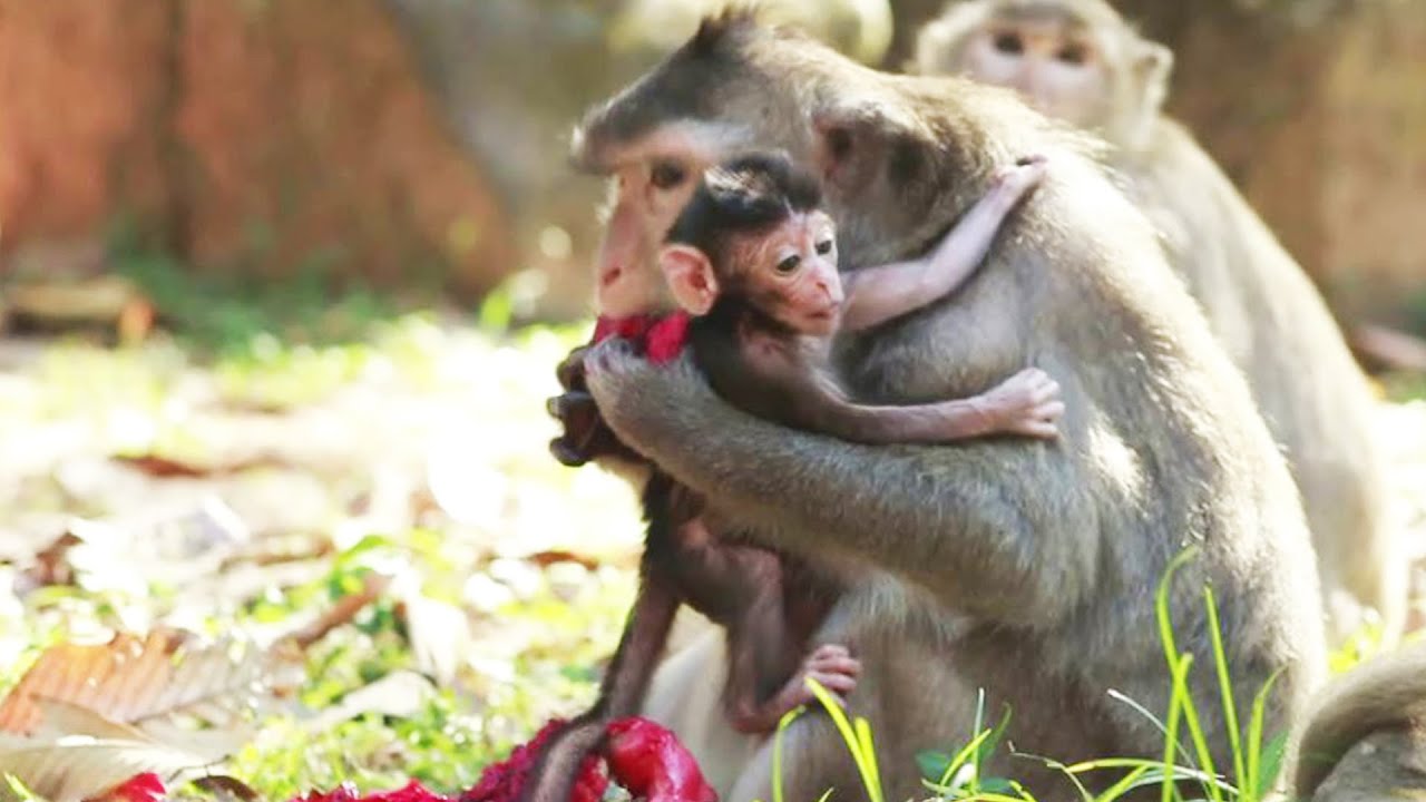 Venus is Adorable and Newborn number 6th in Violet Family on Nov12 ...