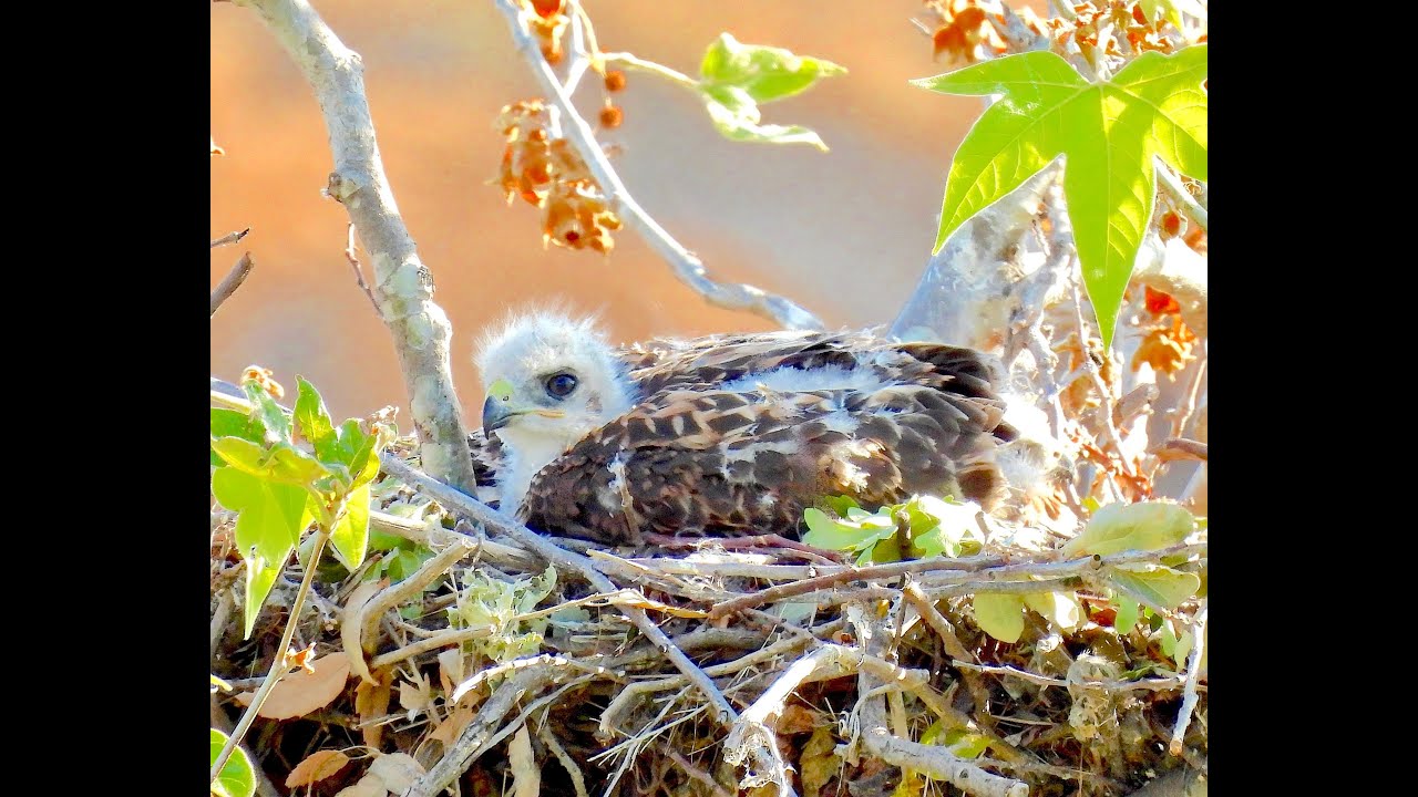 RED-TAILED HAWK chicks - YouTube