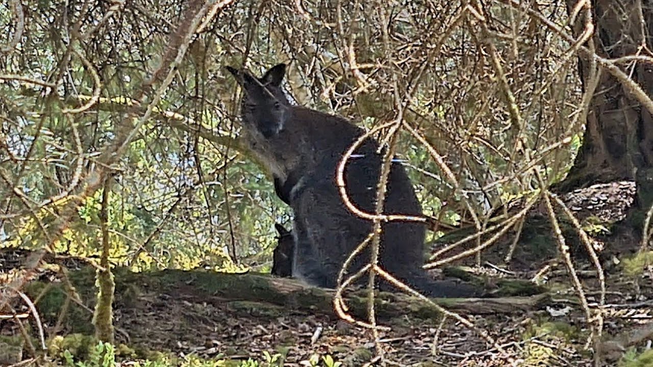 Inchconnachan Island (Wallaby Island) Loch Lomond 23/04/22 - YouTube
