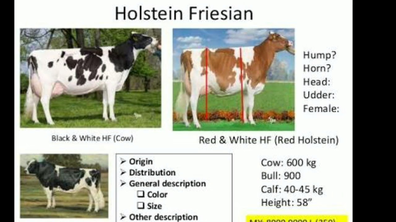 Holstein Friesian (hf) cattle breed - YouTube