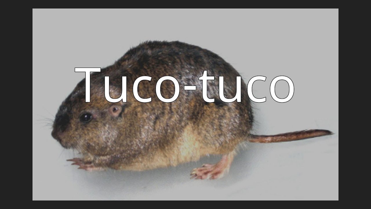 Tuco-tuco - YouTube