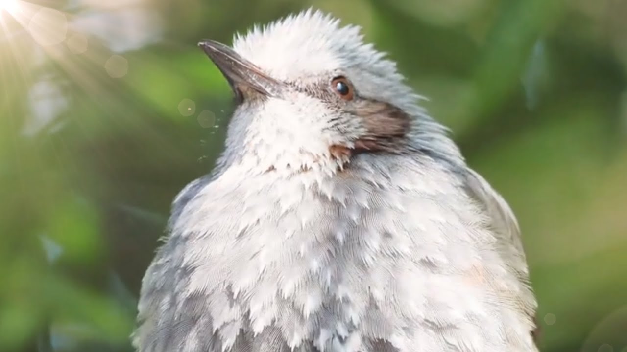 🐤Bulbul 🐤Chirping squealing🦢Comfortable voice wild bird🕊️ - YouTube