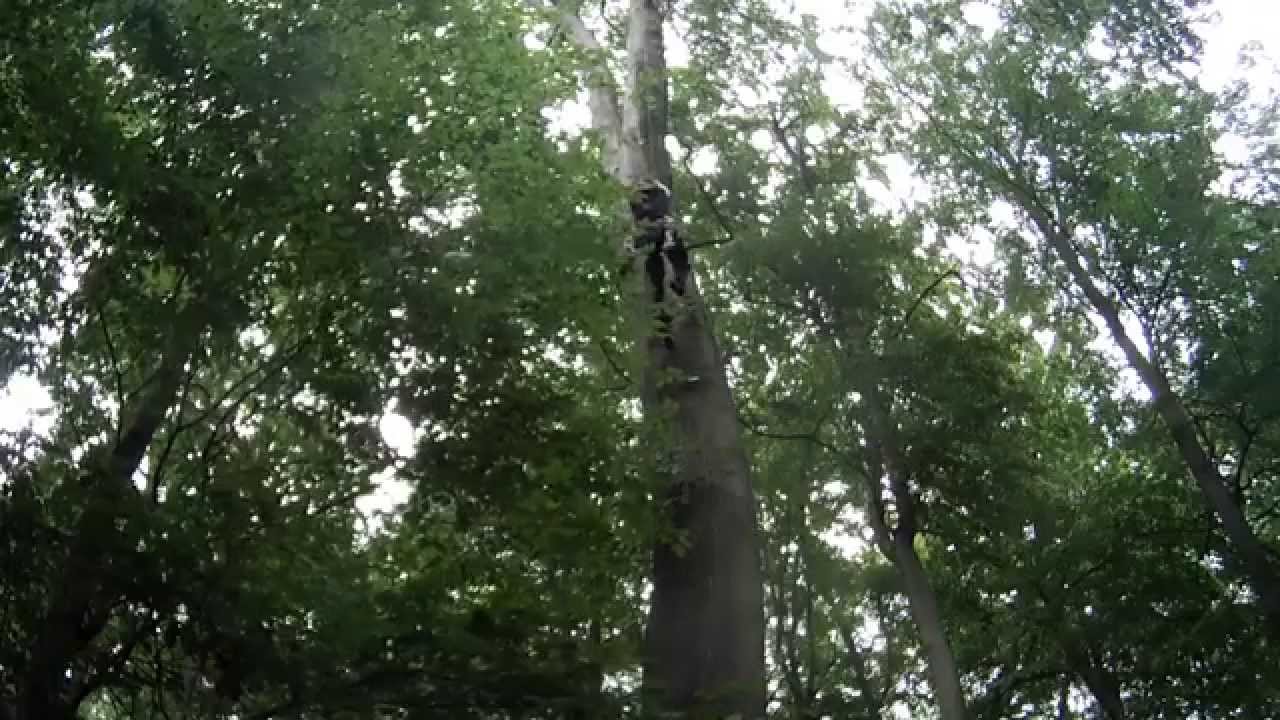 Die große Buche - YouTube