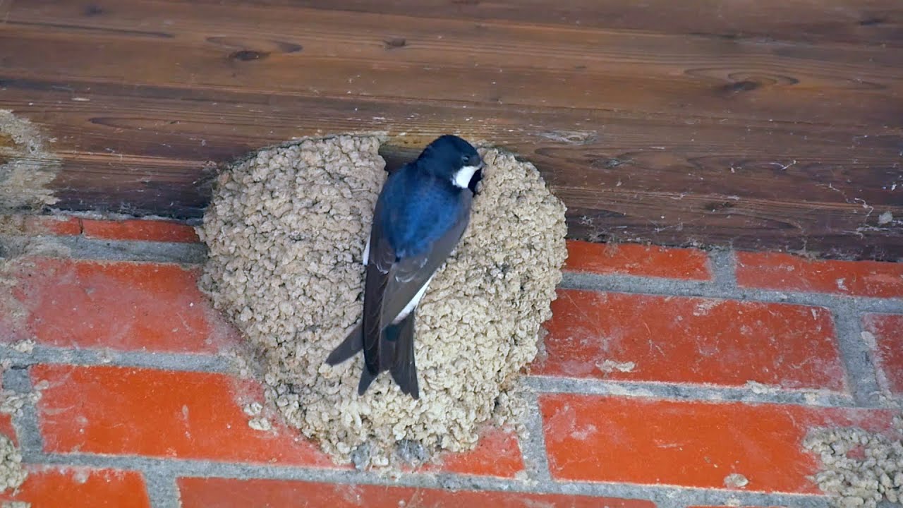 [Common] House Martins or Northern House Martins (Delichon urbicum ...