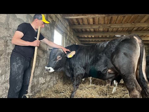 Відгодівля бичків, Голштинізовані, Brown Swiss. Лущення кукурудзи!