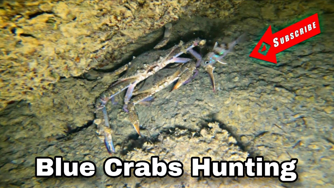 Ep. 03 Part 1 Blue Crabs Hunting in The Beach of Qatar 2025/Marami na ...