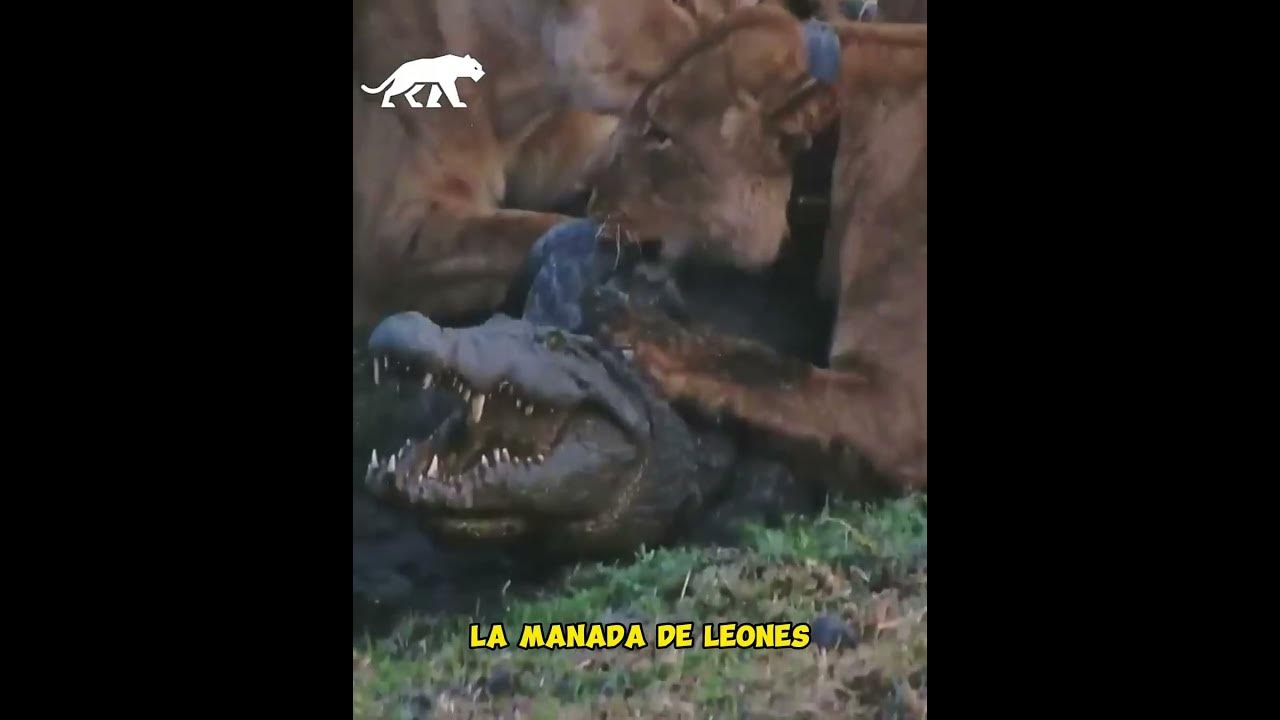 Una Manada de leones capturan a un cocodrilo para comercelo - YouTube