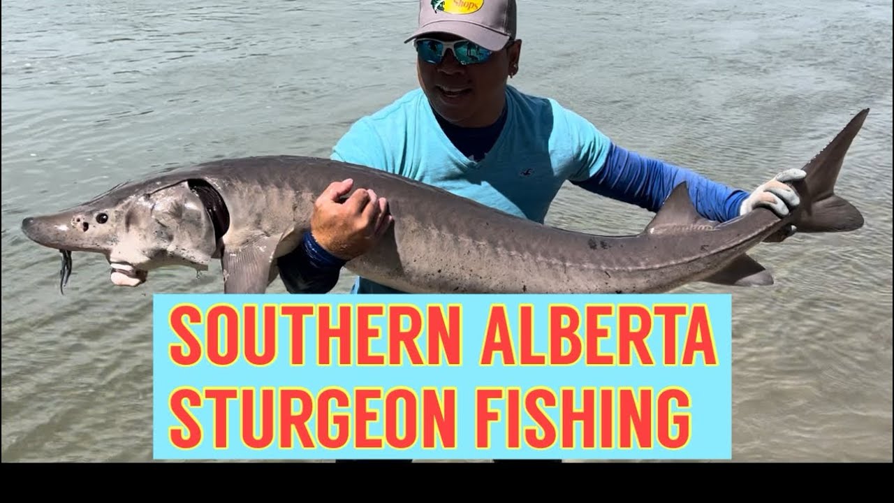 EXCITING STURGEON FISHING ALBERTA - YouTube