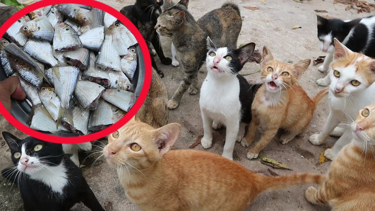 Everyday cat food fish | Cat eating raw fish | kitten eating fish - YouTube