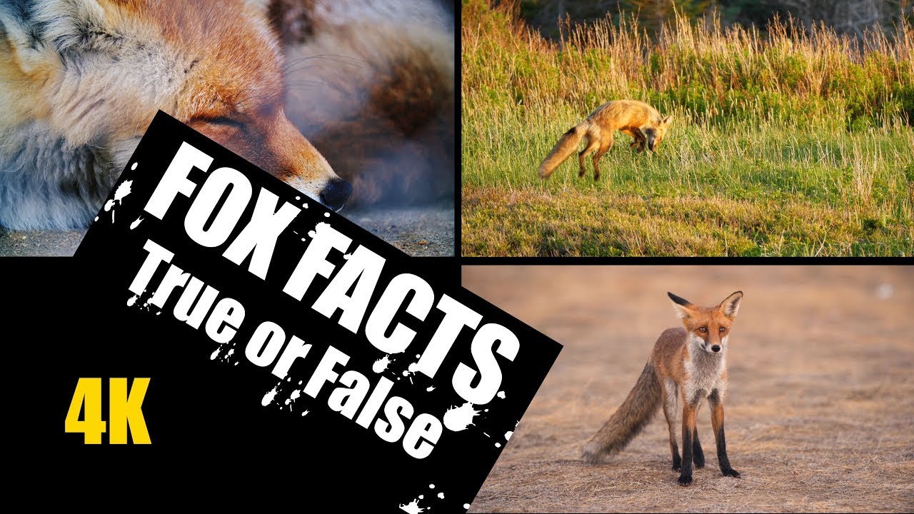 Fox Facts: True or False? (The Answer to #3 SHOCKED Me!) - YouTube