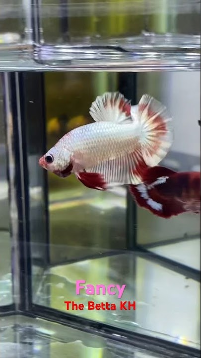 Fancy (The Betta KH) - YouTube