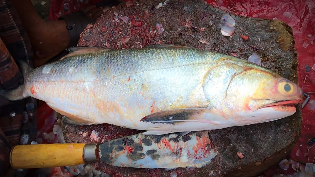 Young Boy Scaling & Chopping Big Indian Salmon Fish At Fish Market ...