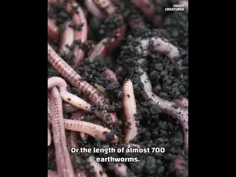 How long are bootlace worms? - YouTube