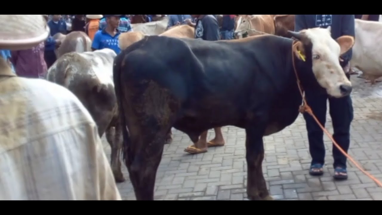 Sapi-sapi besar datang di pasar hewan/sapi imogiri bantul - YouTube