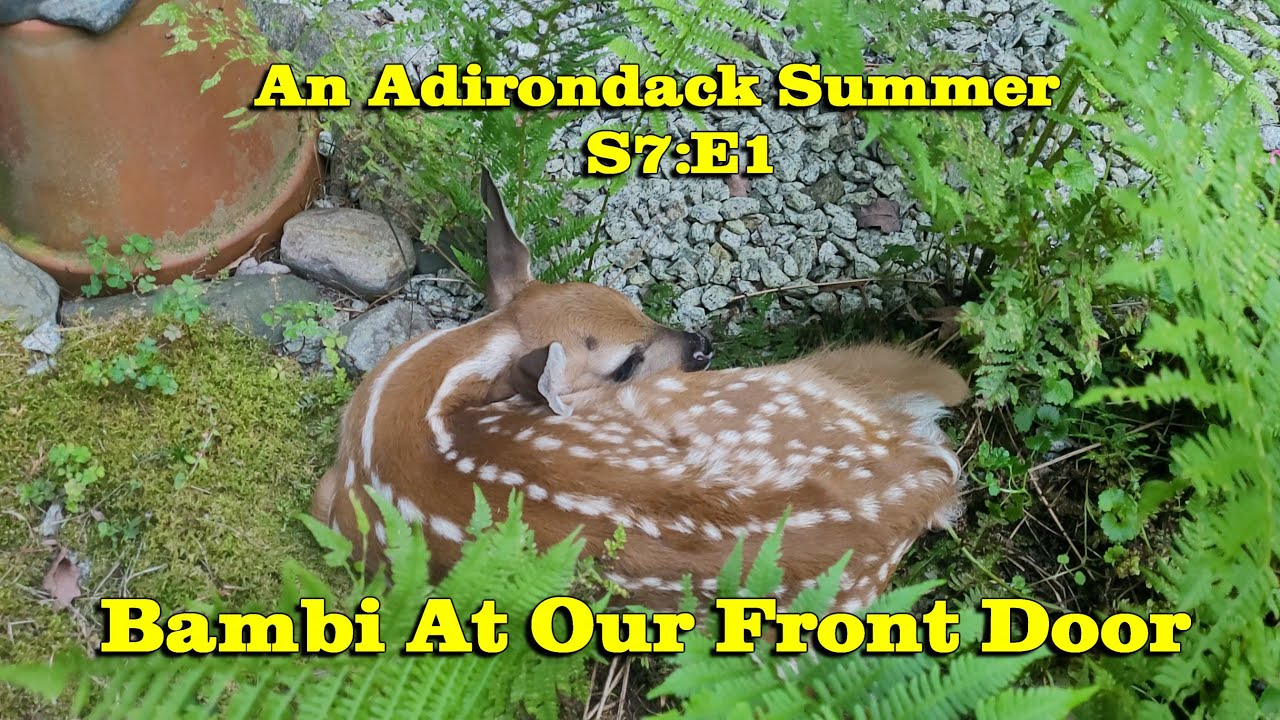 Adirondack Summer S7:E1 Bambi At Our Front Door (4k) - YouTube