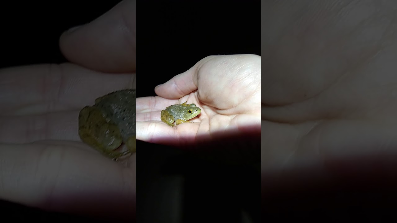 Baby Bullfrog - YouTube