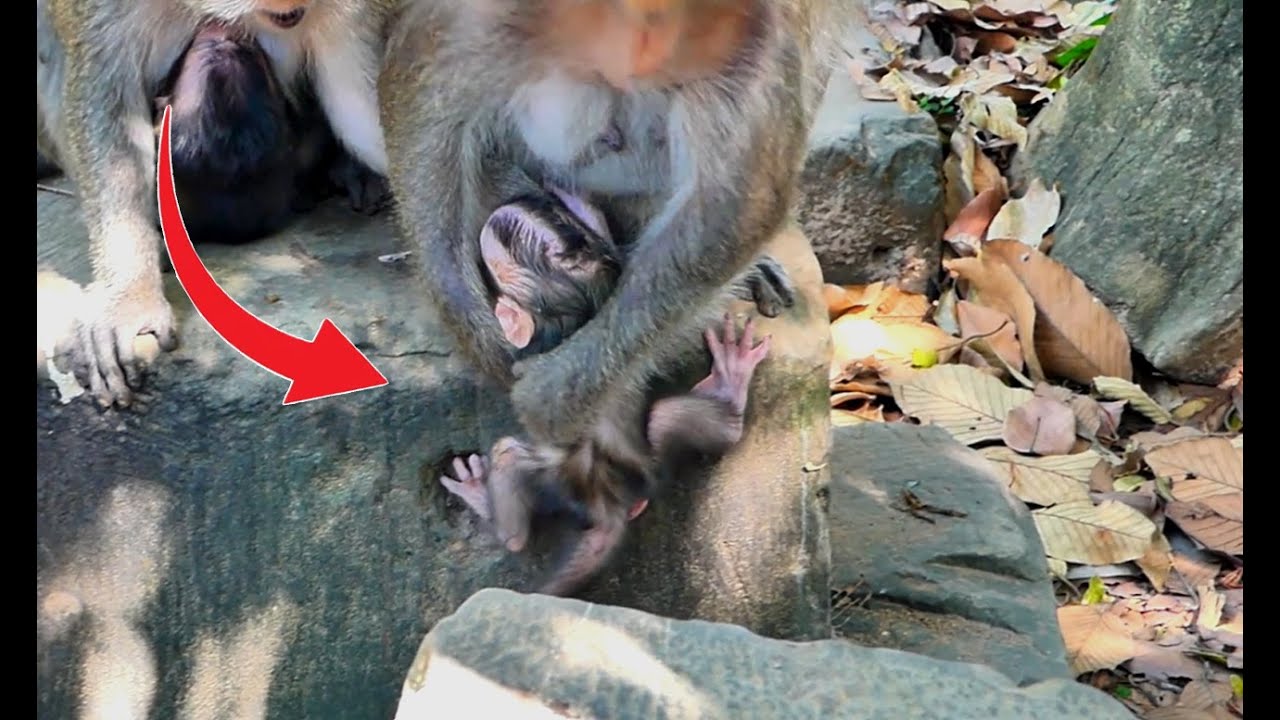 Aww! Jing New born baby monkey got angry monkey c-r-ying nearly fall ...