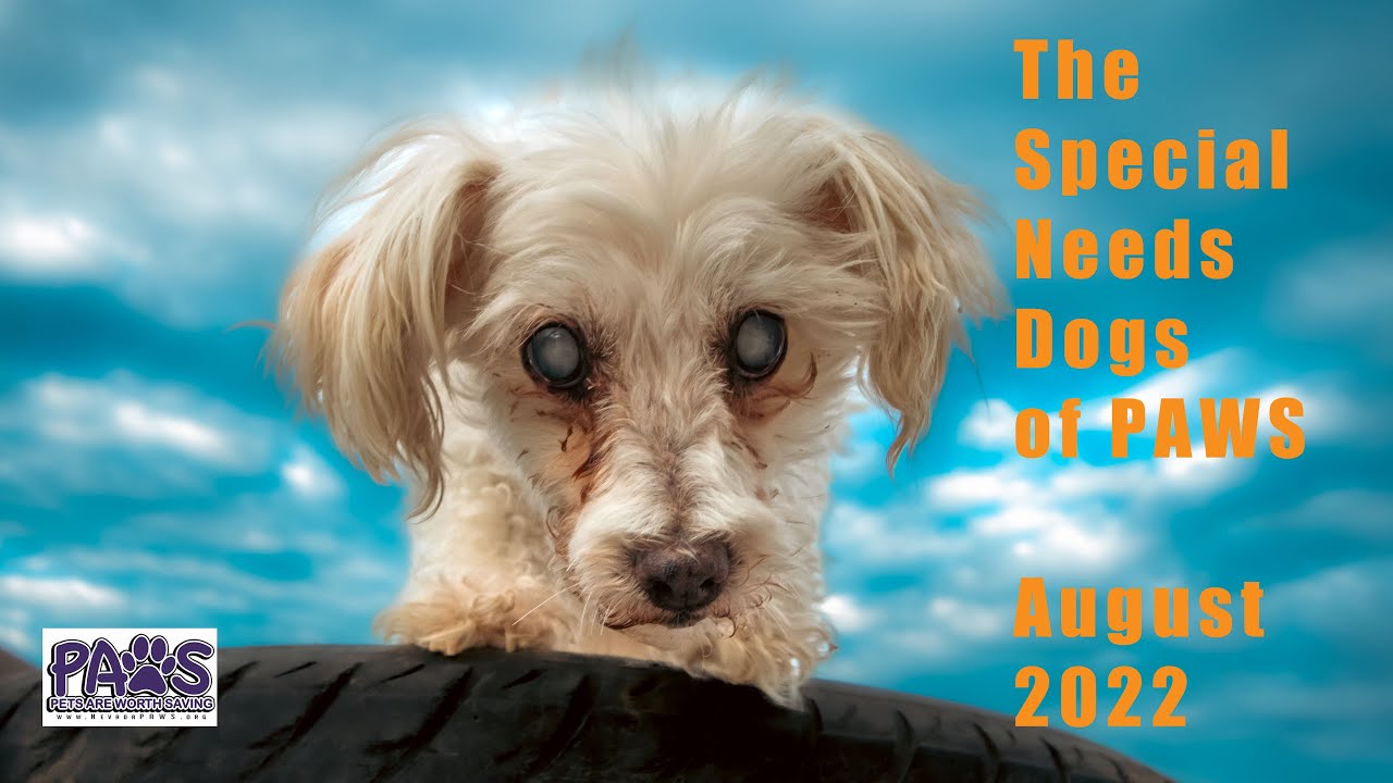 Meet Our Special Needs Dogs For August 2022 YouTube meet-our-special-needs-dogs-for-august-2022-youtube