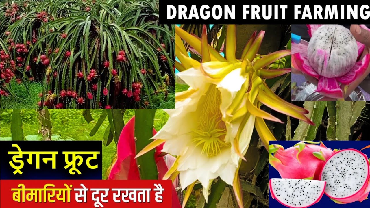 ड्रैगन फ्रूट की खेती कैसे करें | benefits of eating dragon fruit ...