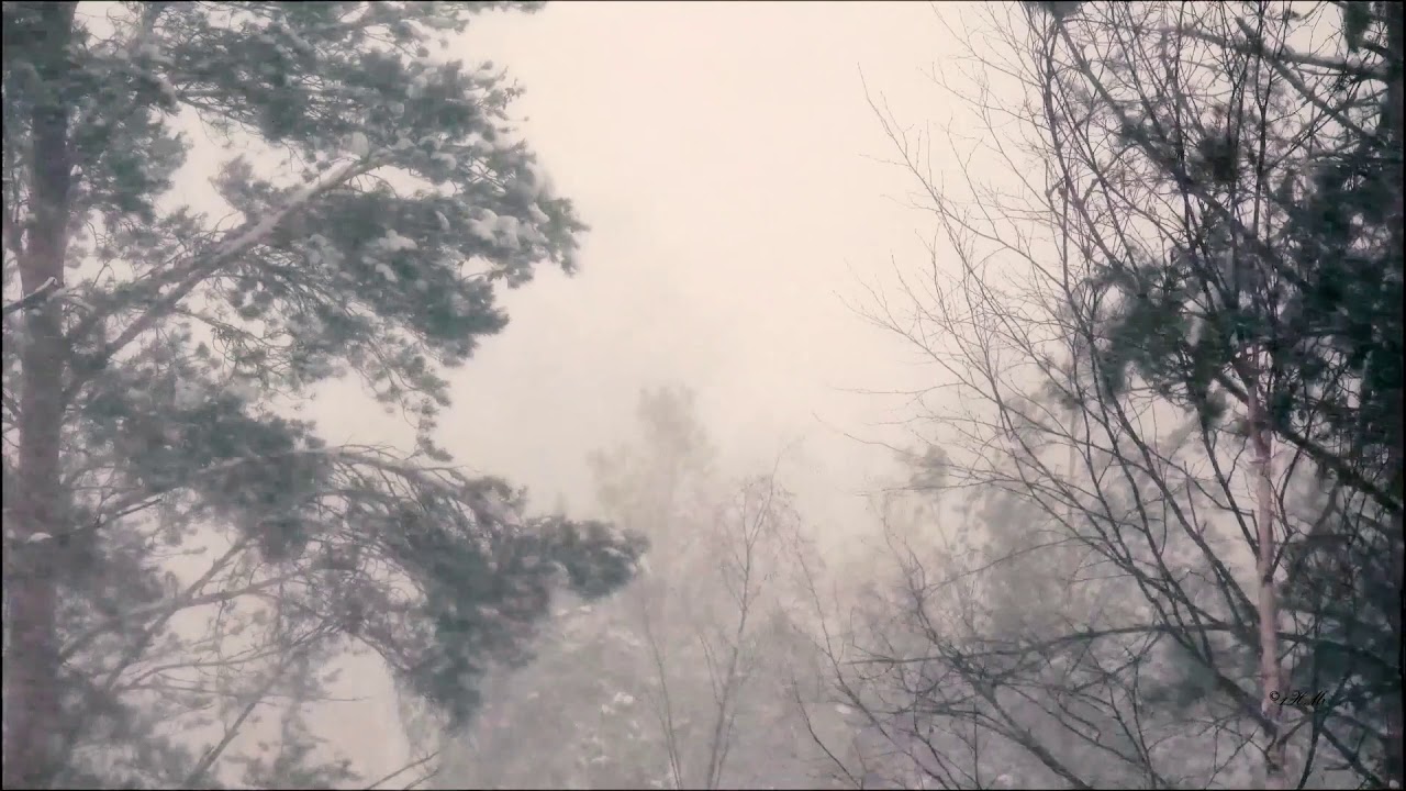 Snowstorm Sound of Blizzard Wind Howling Artic Winter Ambience - YouTube