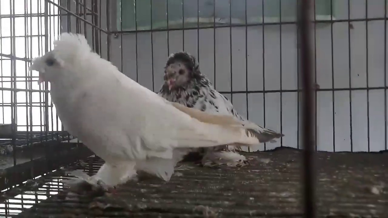 English Trumpeter Pigeon/ Fancy Pigeon. - YouTube