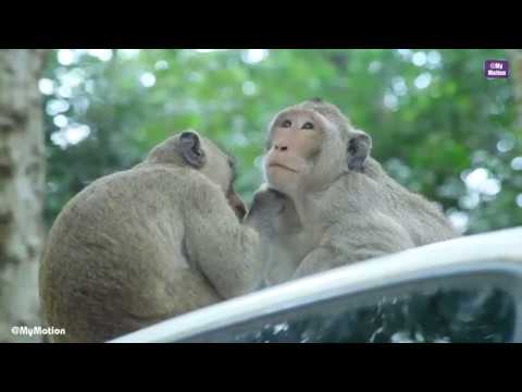 Amazing Funny Monkey Videos | Funny monkeys will make you laugh hard ...