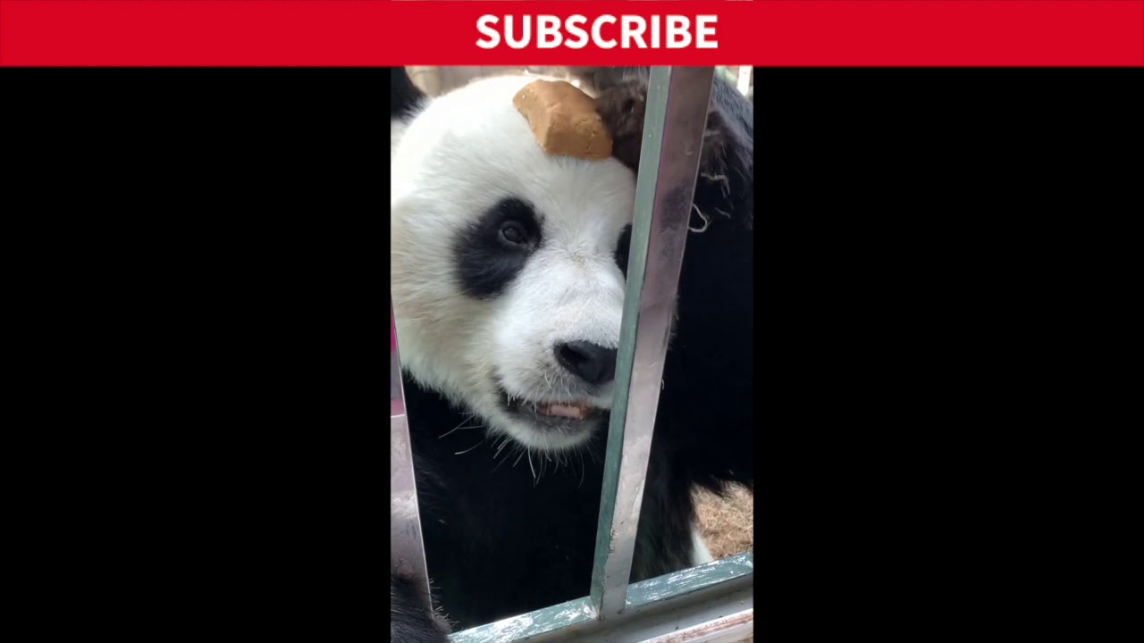 Panda growling! So cute when he growls for snacks! - YouTube