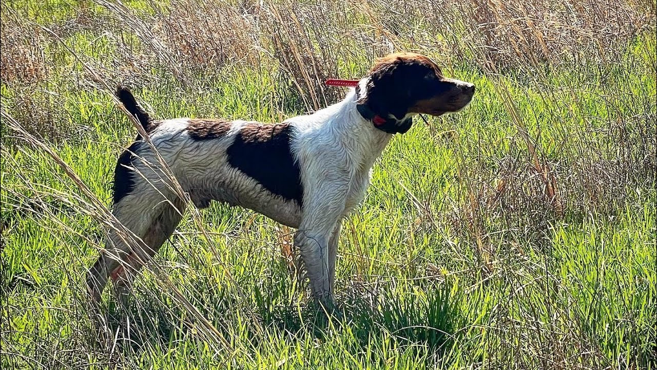 Final Hunt of the 2022-2023 Alabama Quail Season - YouTube