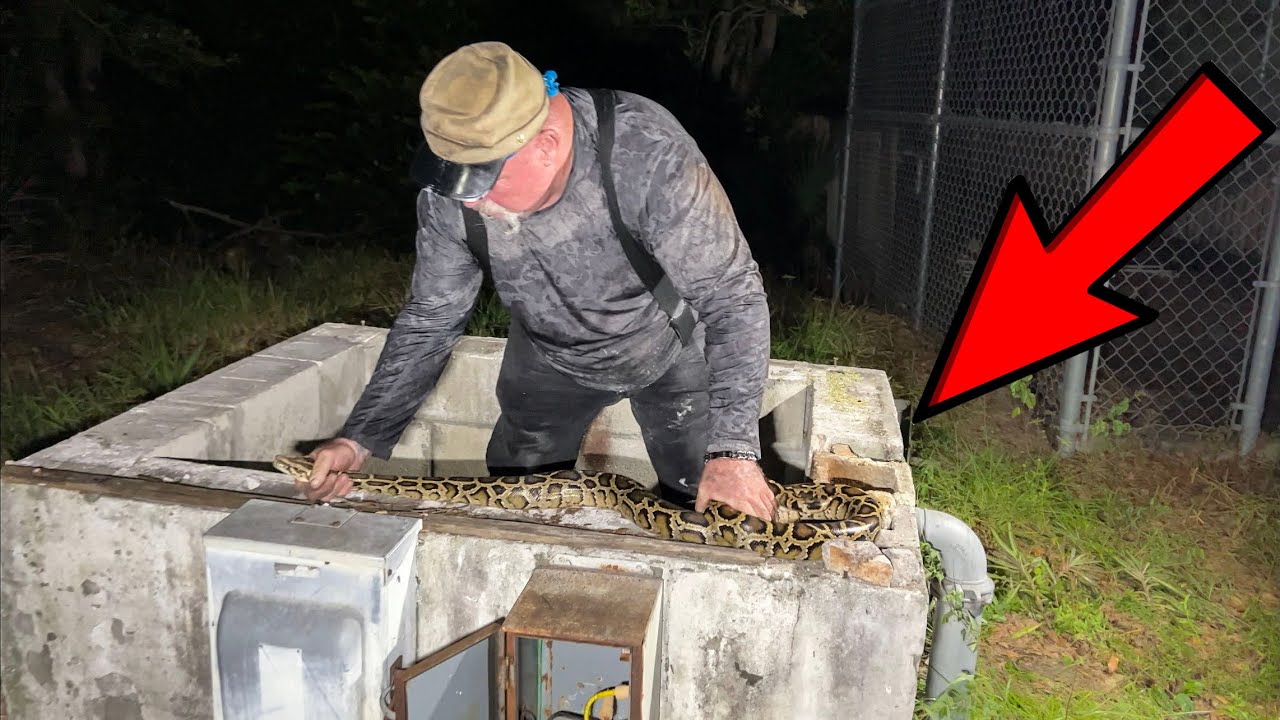 Day 7- Florida Python recovered out of hole! Bounty Hunting Invasive ...