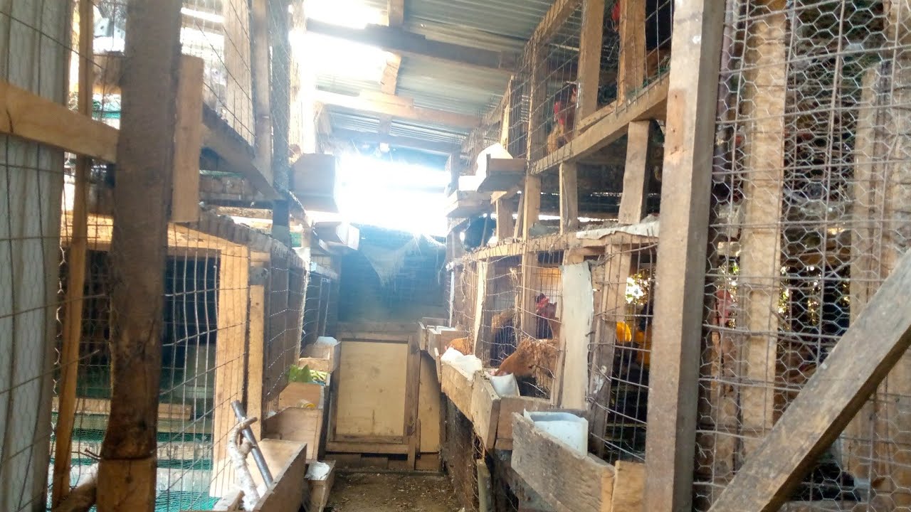 Building a simple chicken house on a budget and on a small space ...