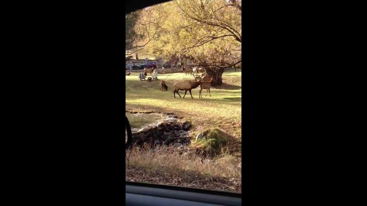 Elk Mating Dance - YouTube