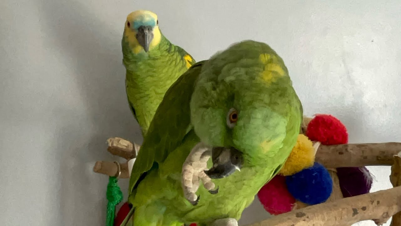 Loro pregunta cómo estás/talking parrot/amazon parrot #birds #pet - YouTube