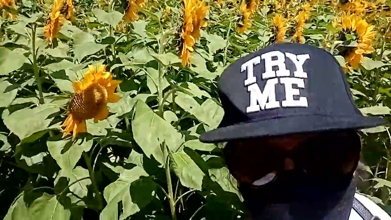 Beautiful Sun Flower #Darjanes#Garden#Shilan - YouTube