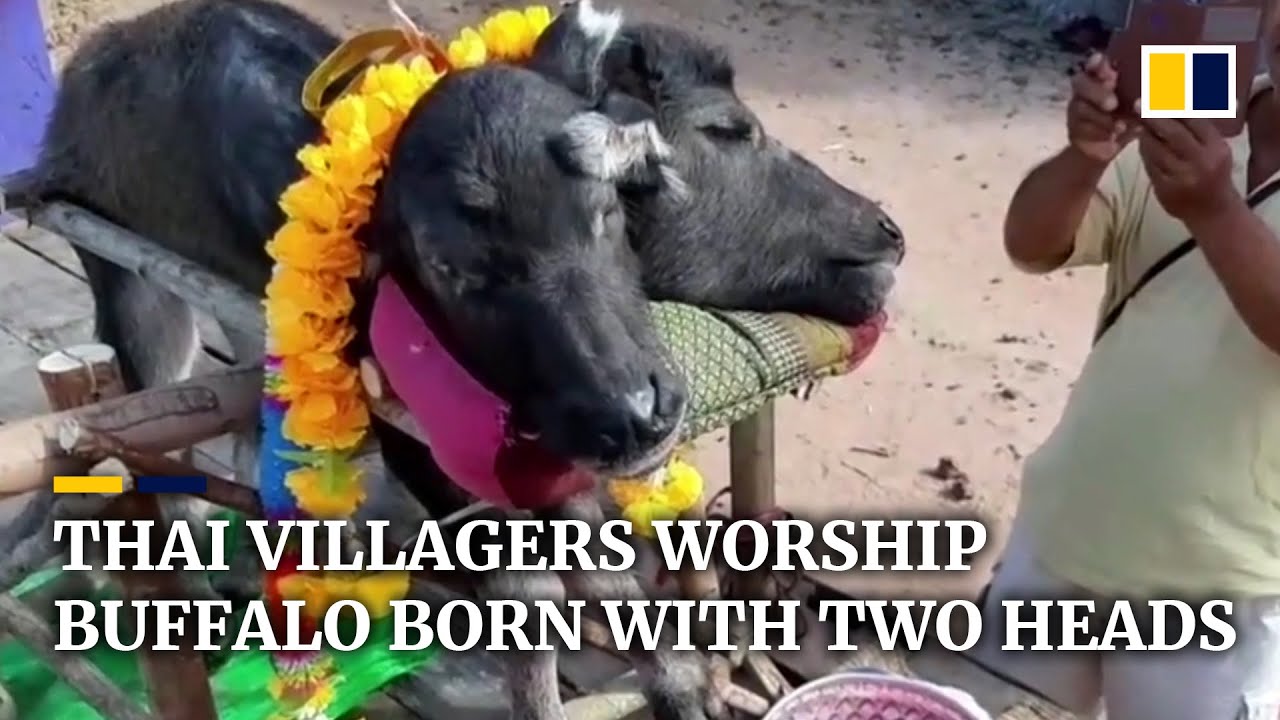 Villagers worship buffalo born with two heads in rural Thailand - YouTube